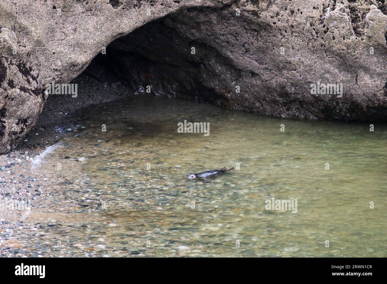Seal bay wales hi-res stock photography and images - Alamy