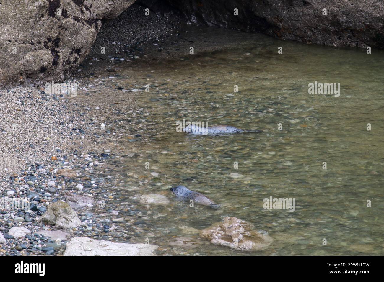 Seal in Angel Bay (Porth Dyniewaid), Llandudno, Wales Stock Photo - Alamy