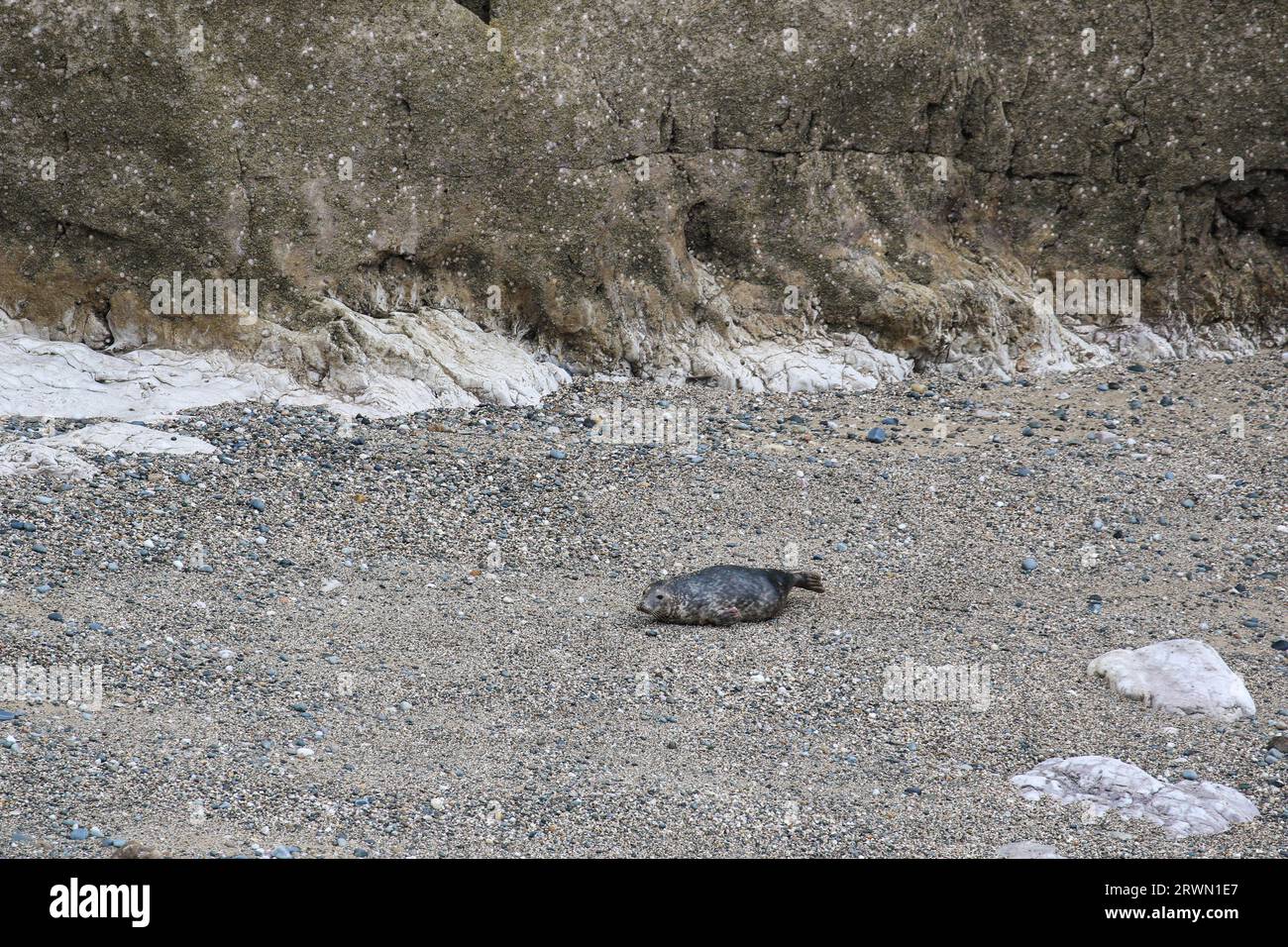 Seal in Angel Bay (Porth Dyniewaid), Llandudno, Wales Stock Photo - Alamy