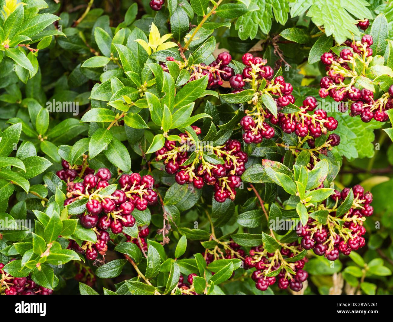 Deep red autumn berries of the compact evergreen hardy shrub ...