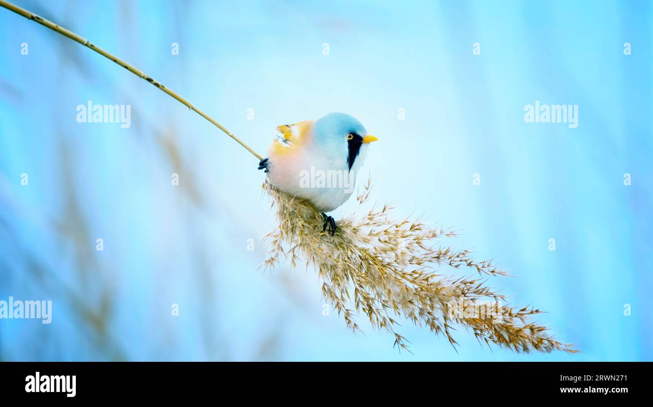 Bearded Parrotbill Panurus biarmicus on the grass, winter, sitting on a ...