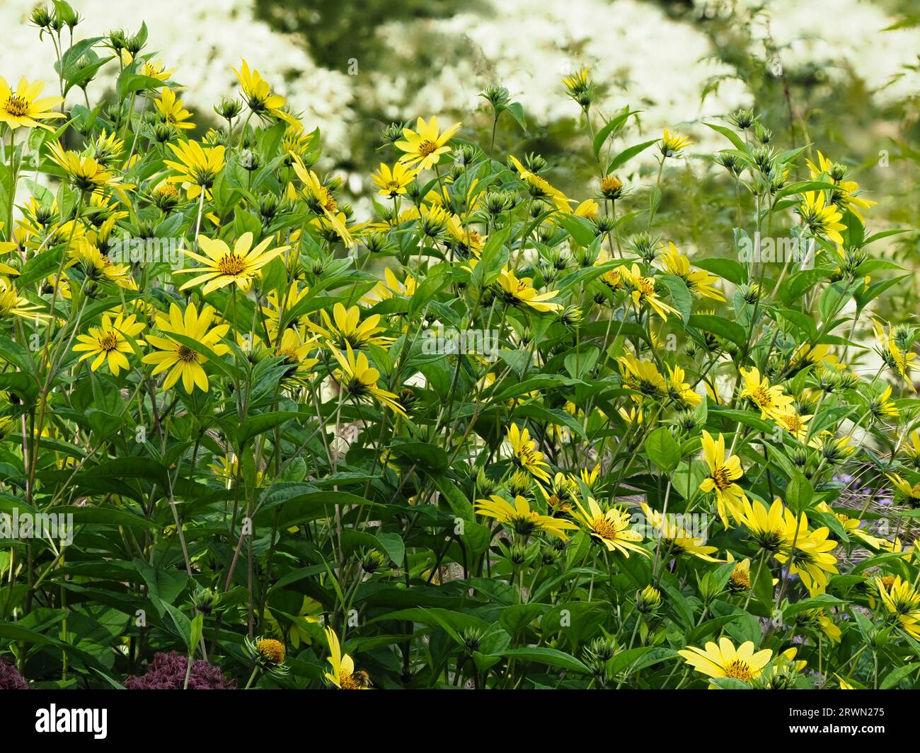 Lemon yellow flowers of the tall growing, late summer to early Autumn ...