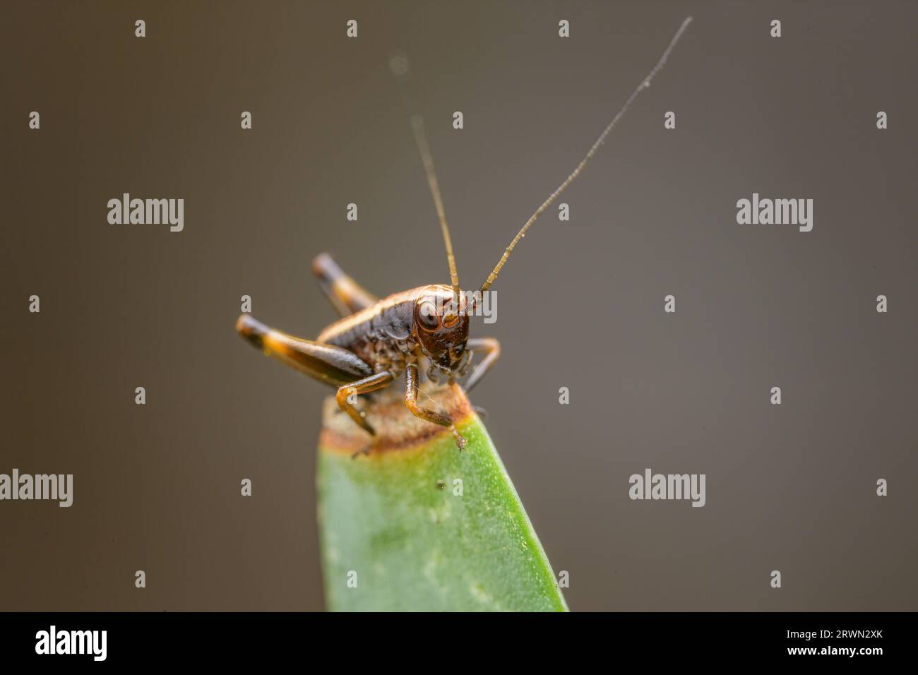 A very small larvae of a dark bush cricket (Pholidoptera griseoaptera ...