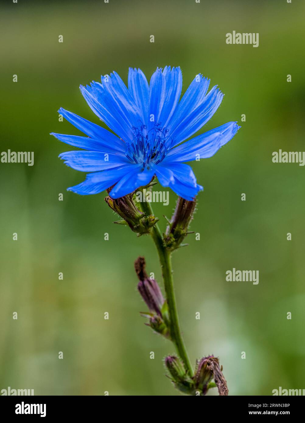 Blue flower picture hi-res stock photography and images - Alamy