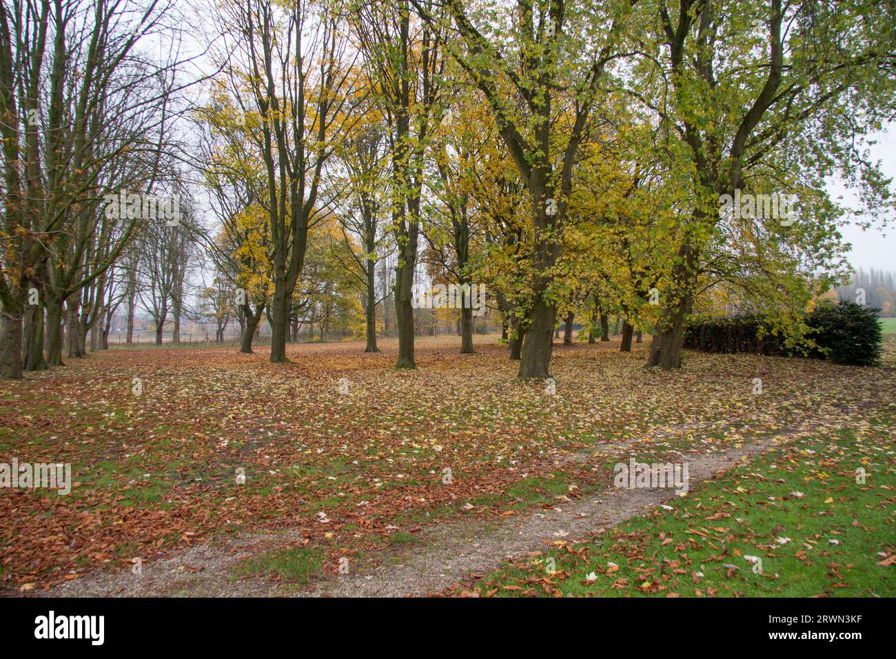 Leaves fallen along trail hi-res stock photography and images - Alamy