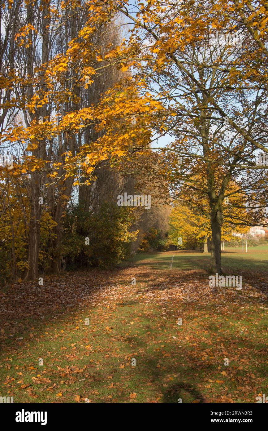 Autumn countryside scene of beautiful golden trees and scattered leaves ...