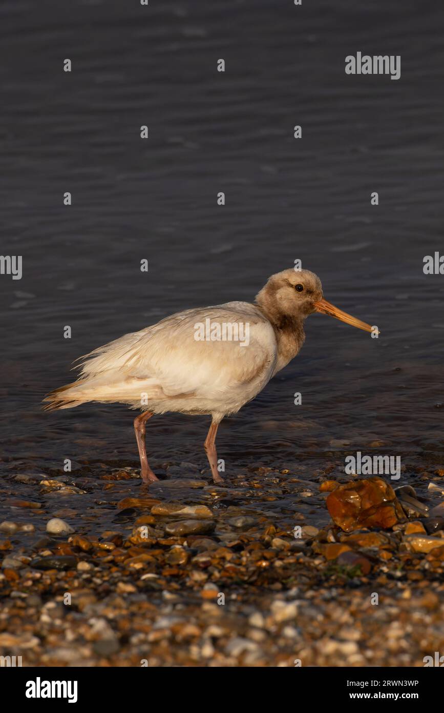 Leucistic birds hi-res stock photography and images - Alamy