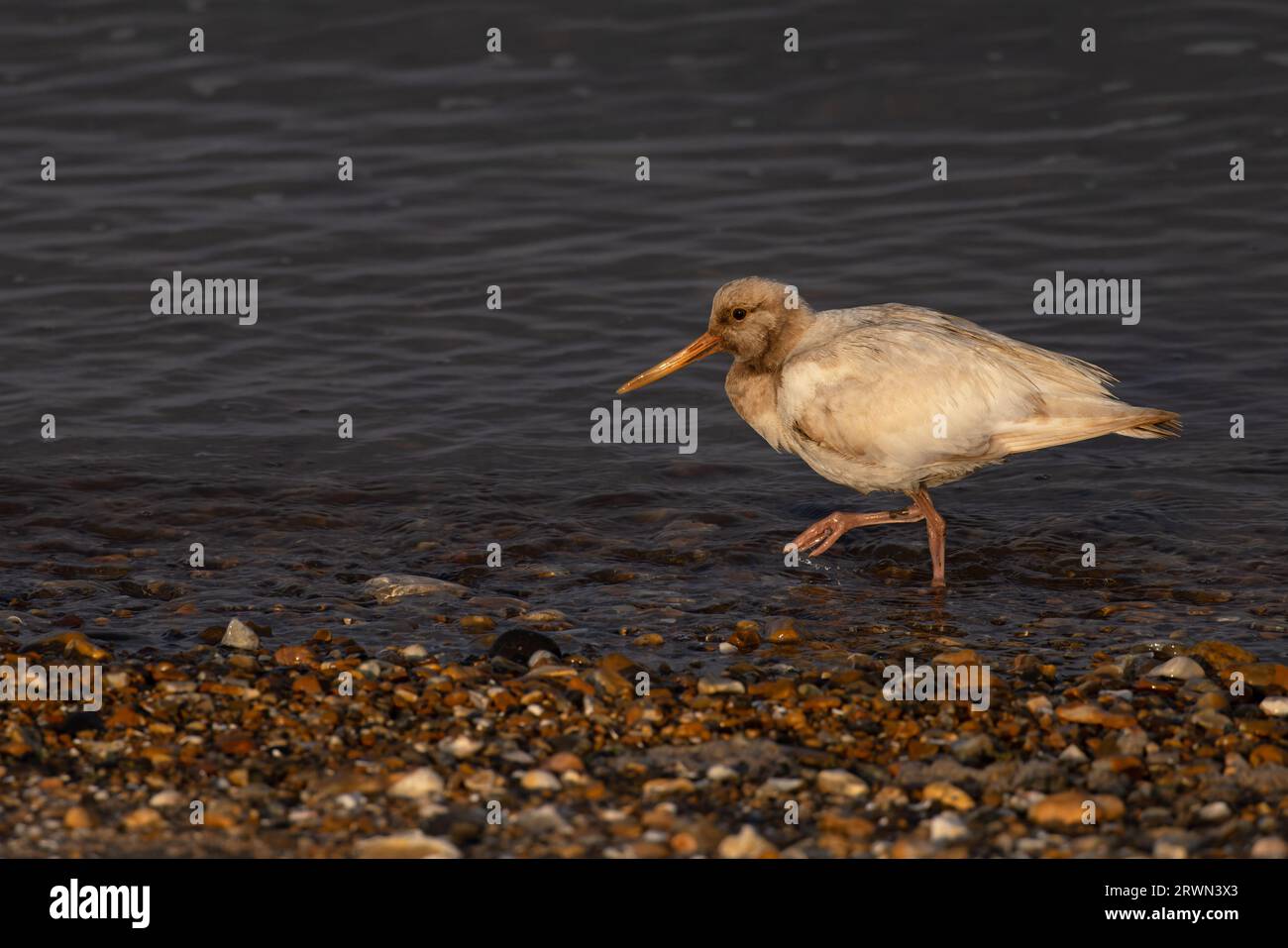 Leucistic birds hi-res stock photography and images - Alamy