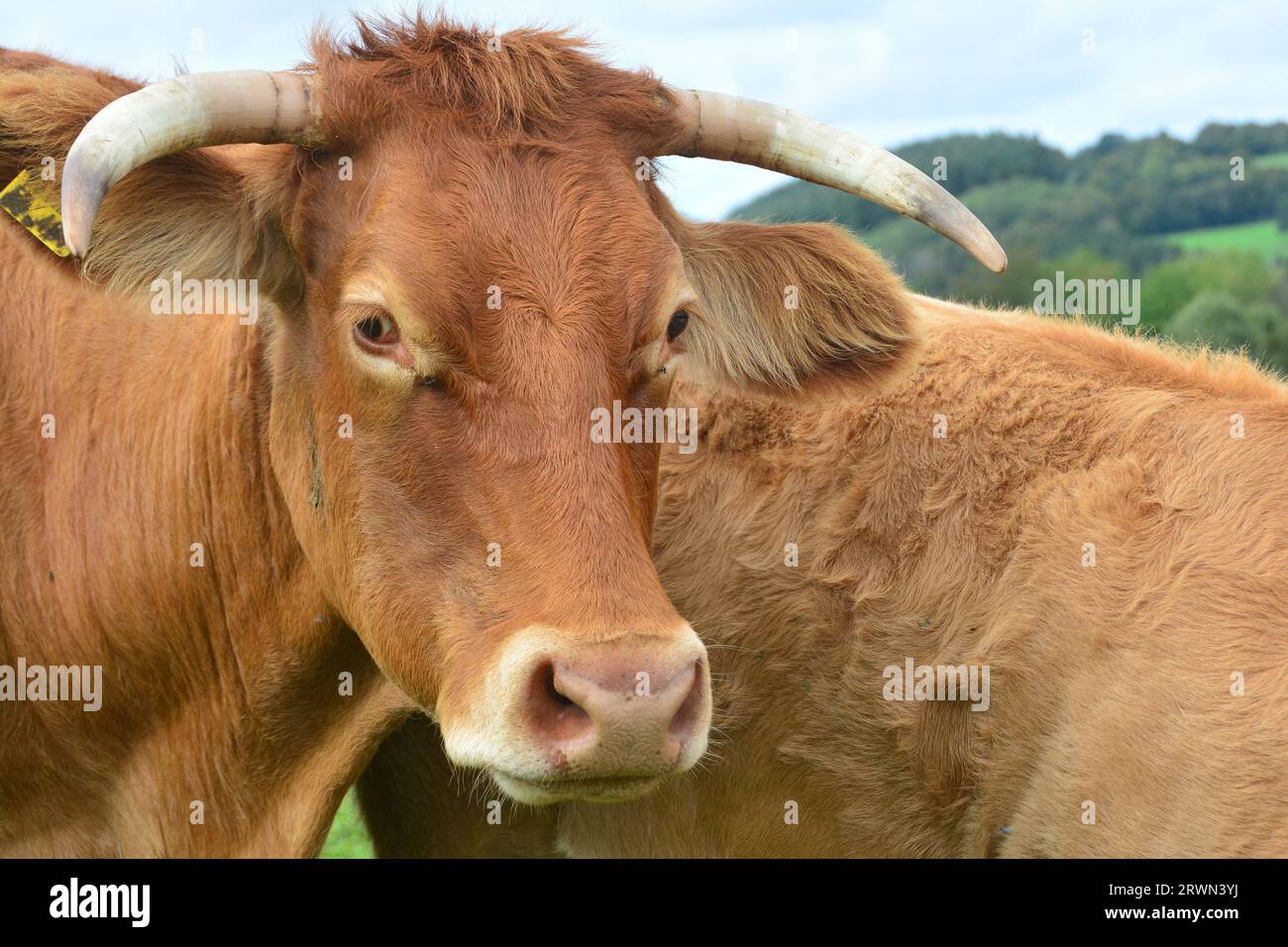 Cattle, cows and calves - a wonderful life on the pastures Stock Photo ...