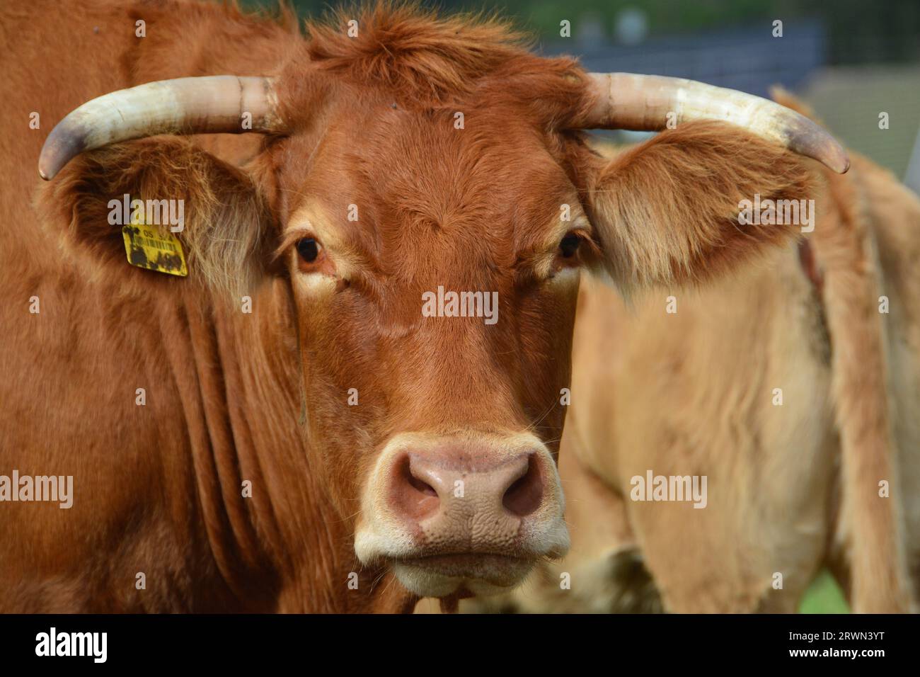 Cattle, cows and calves - a wonderful life on the pastures Stock Photo ...