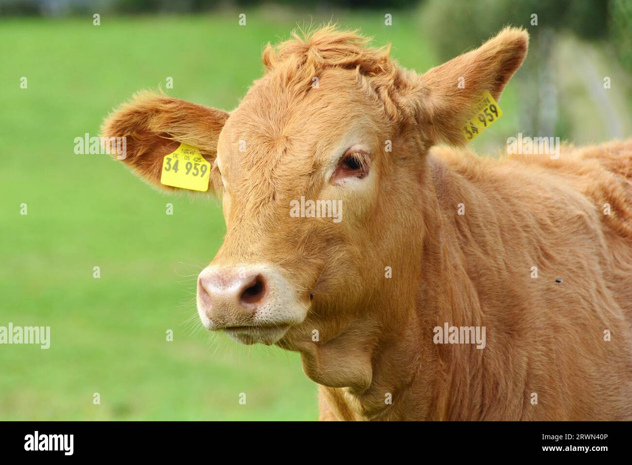 Cattle, cows and calves - a wonderful life on the pastures Stock Photo ...