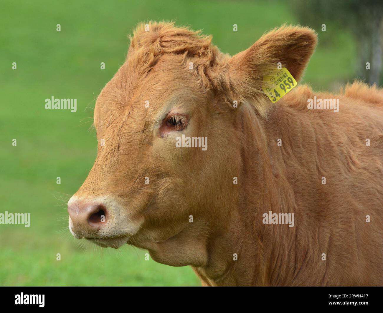 Cattle, cows and calves - a wonderful life on the pastures Stock Photo ...