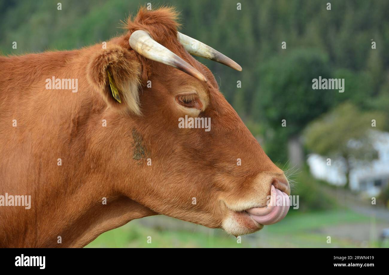 Cattle, cows and calves - a wonderful life on the pastures Stock Photo ...