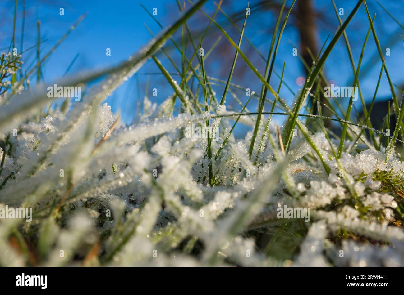 Green grass in fragile ice crystals of morning frost, Cold season ...