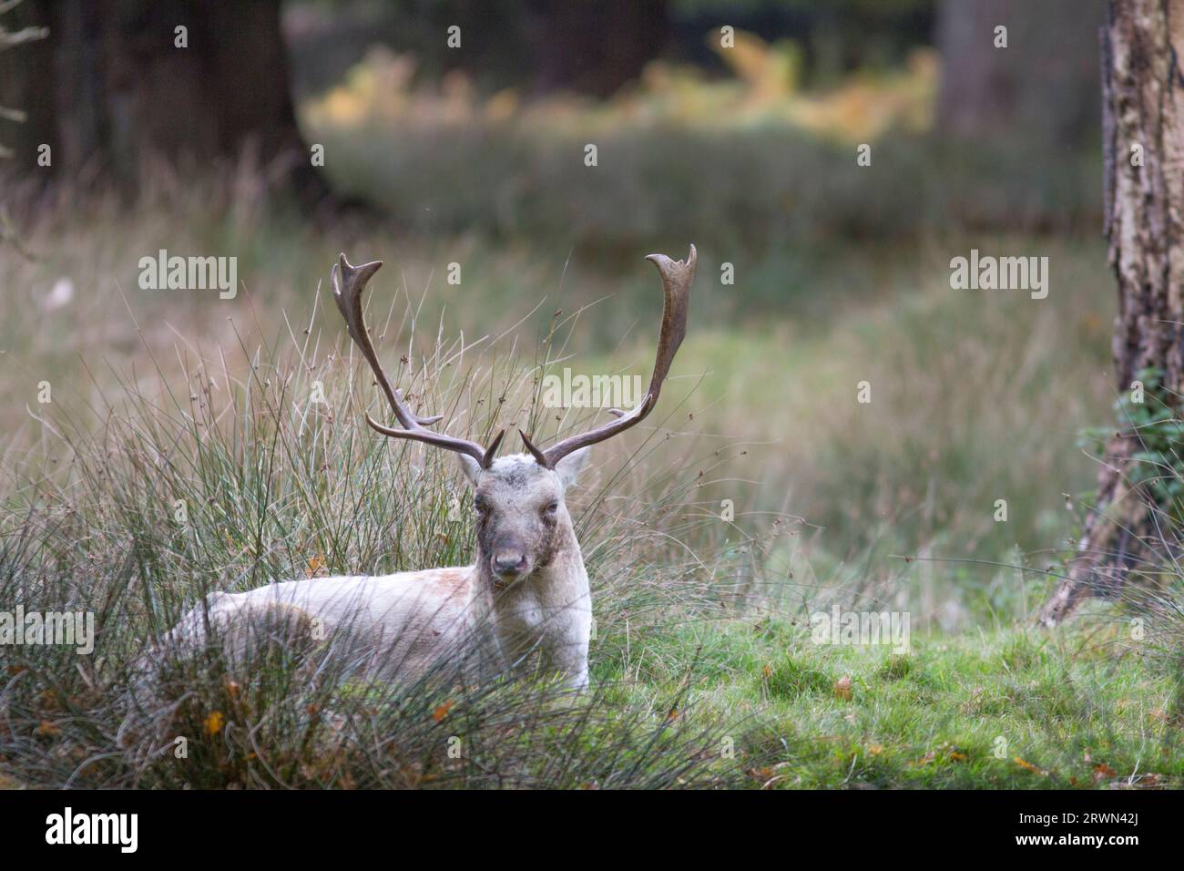 Old Fallow deer stag sitting in countryside in Cheshire Stock Photo - Alamy