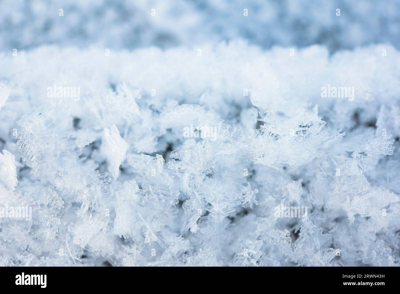 Cold winter background with many snowflakes hoar frost, Fresh snow ...