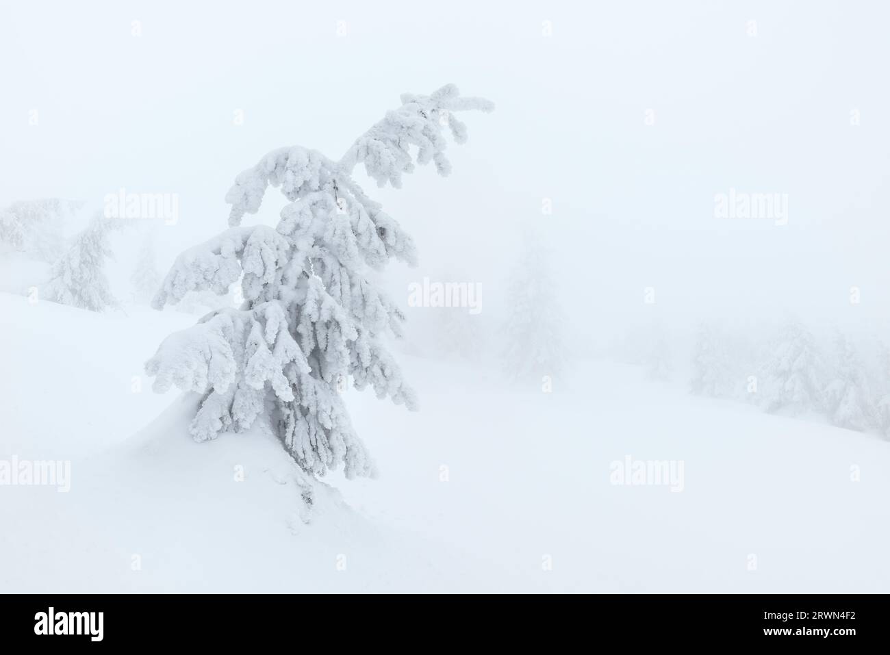 White fir tree landscape hi-res stock photography and images - Alamy