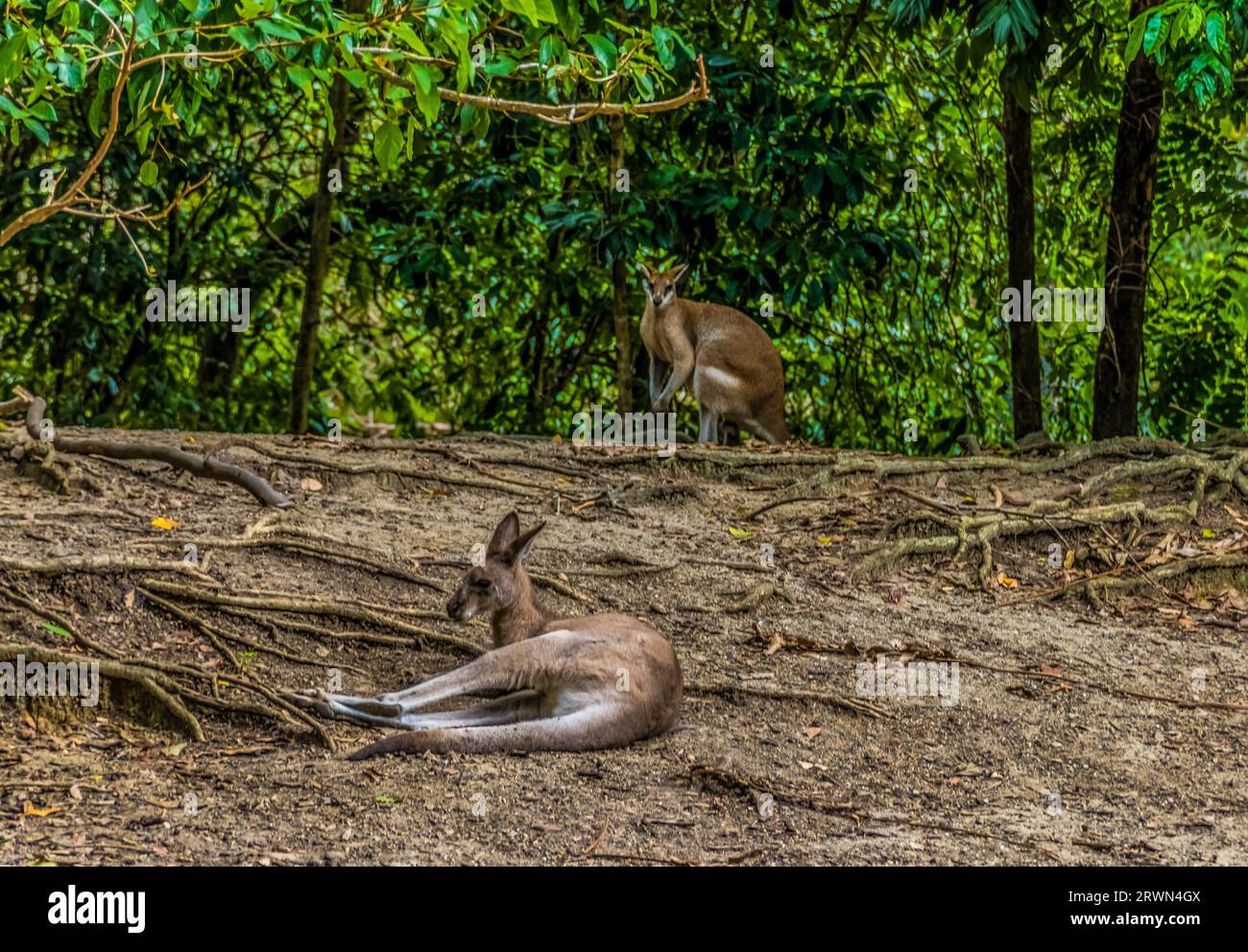 Austalia kangaroo hi-res stock photography and images - Alamy