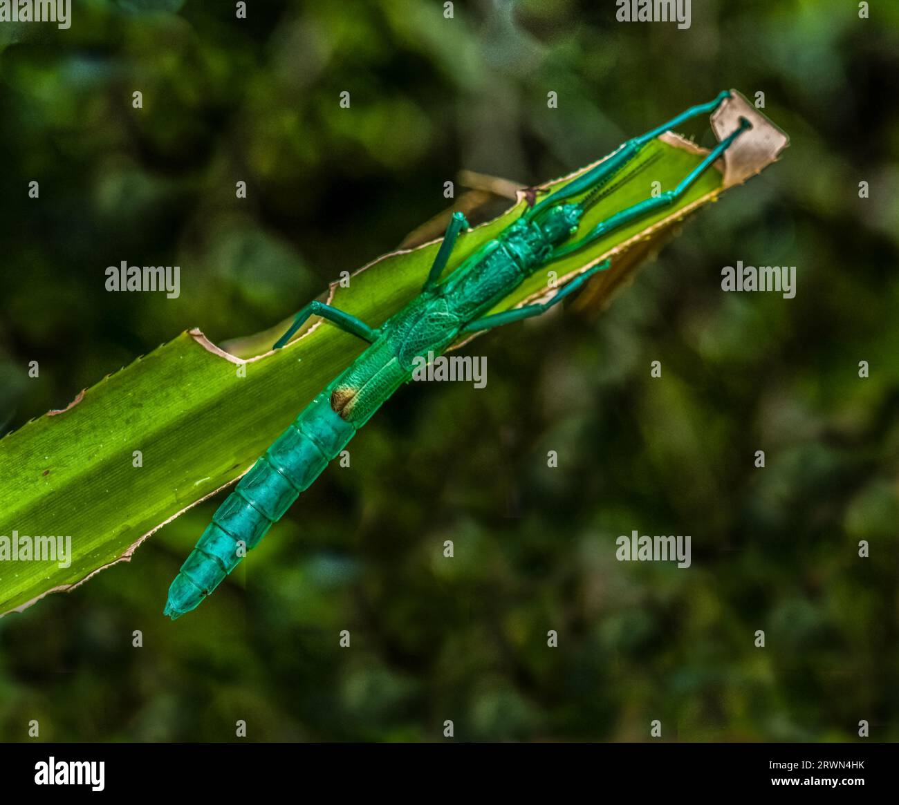 Peppermint Stick Insect - Megacrania batesii Stock Photo - Alamy