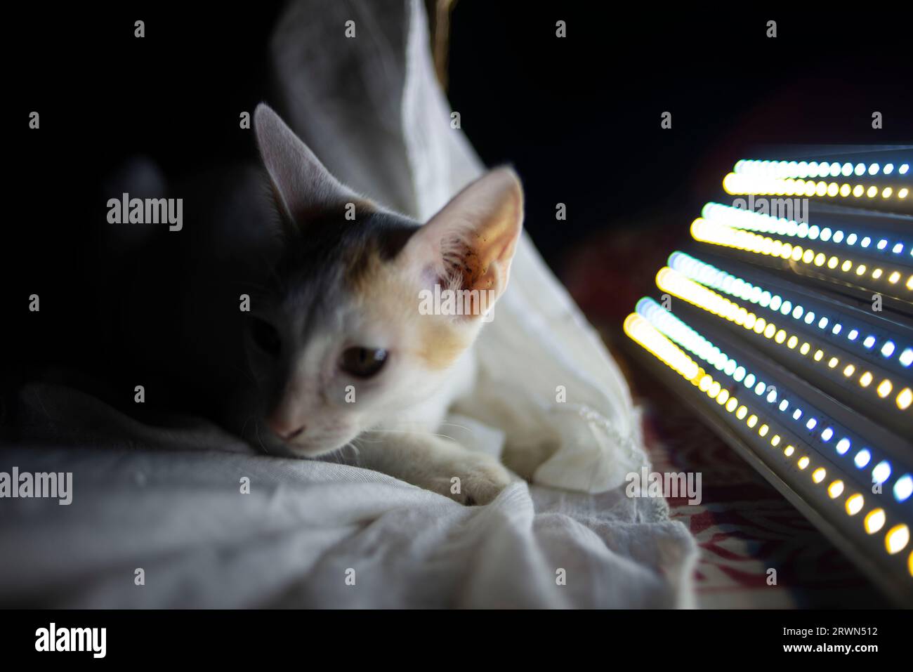 Cat in front of Light Stock Photo - Alamy