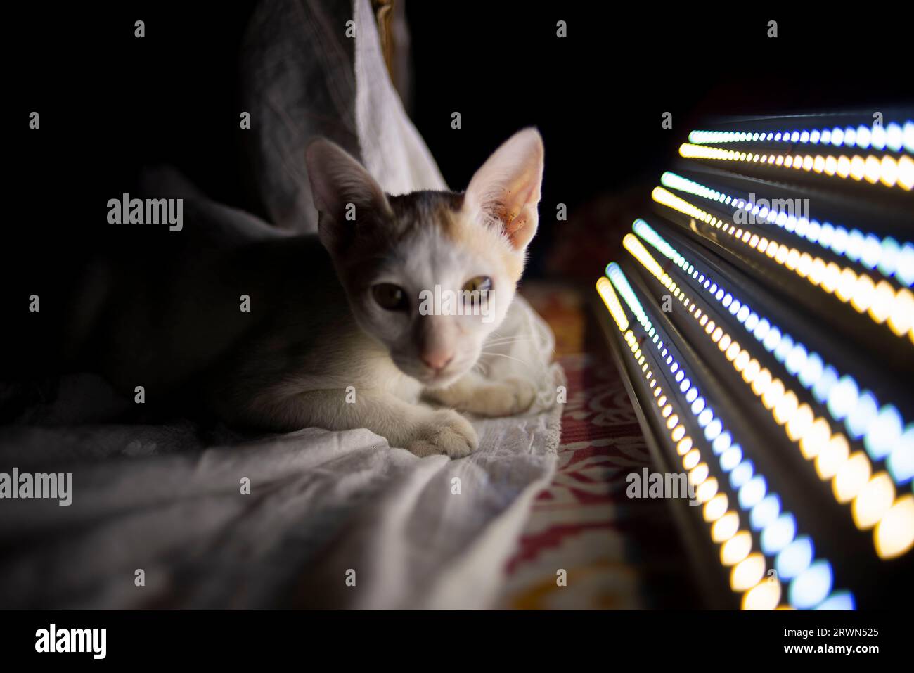 Cat in front of Light Stock Photo - Alamy