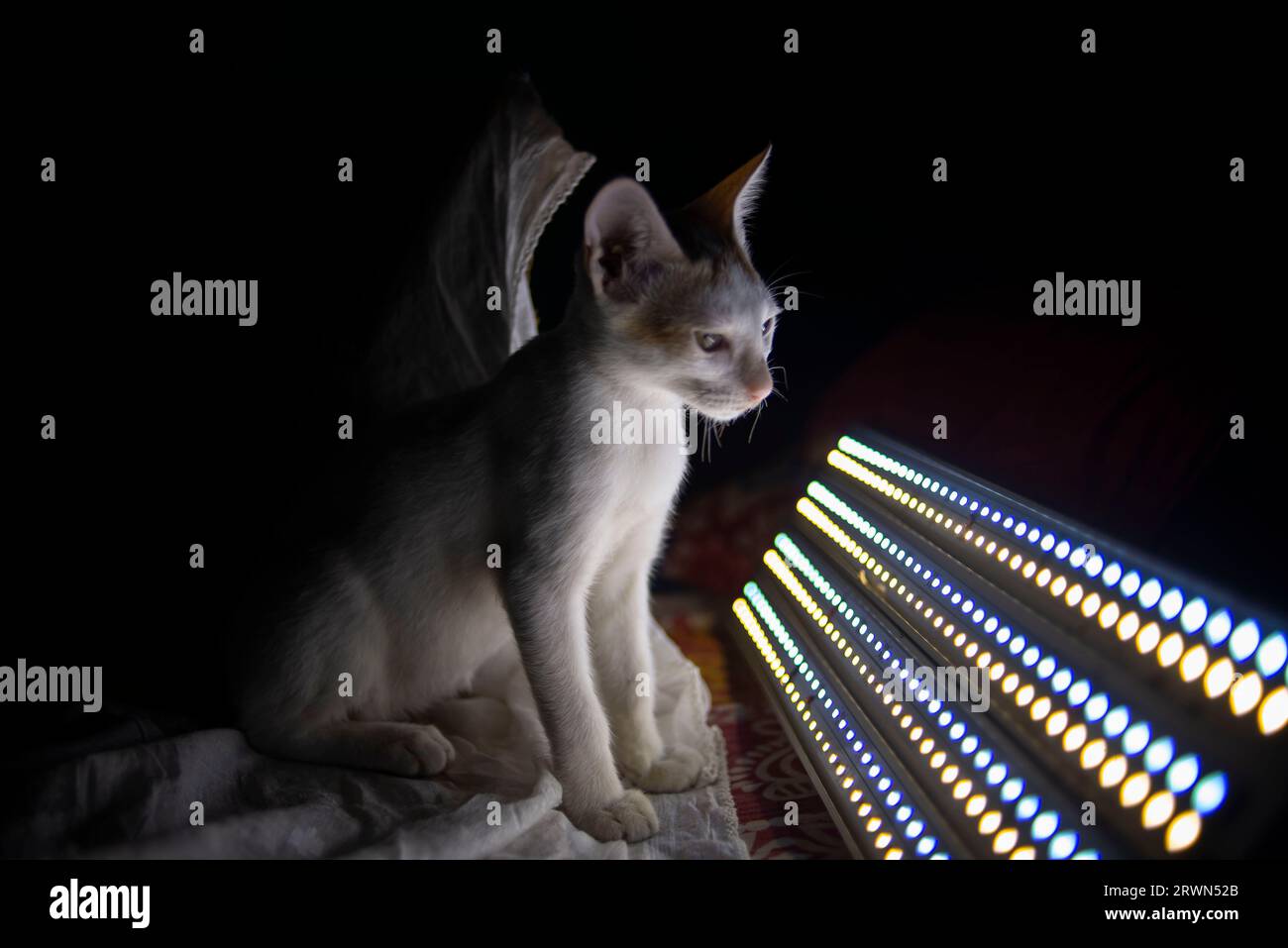 Cat in front of Light Stock Photo - Alamy