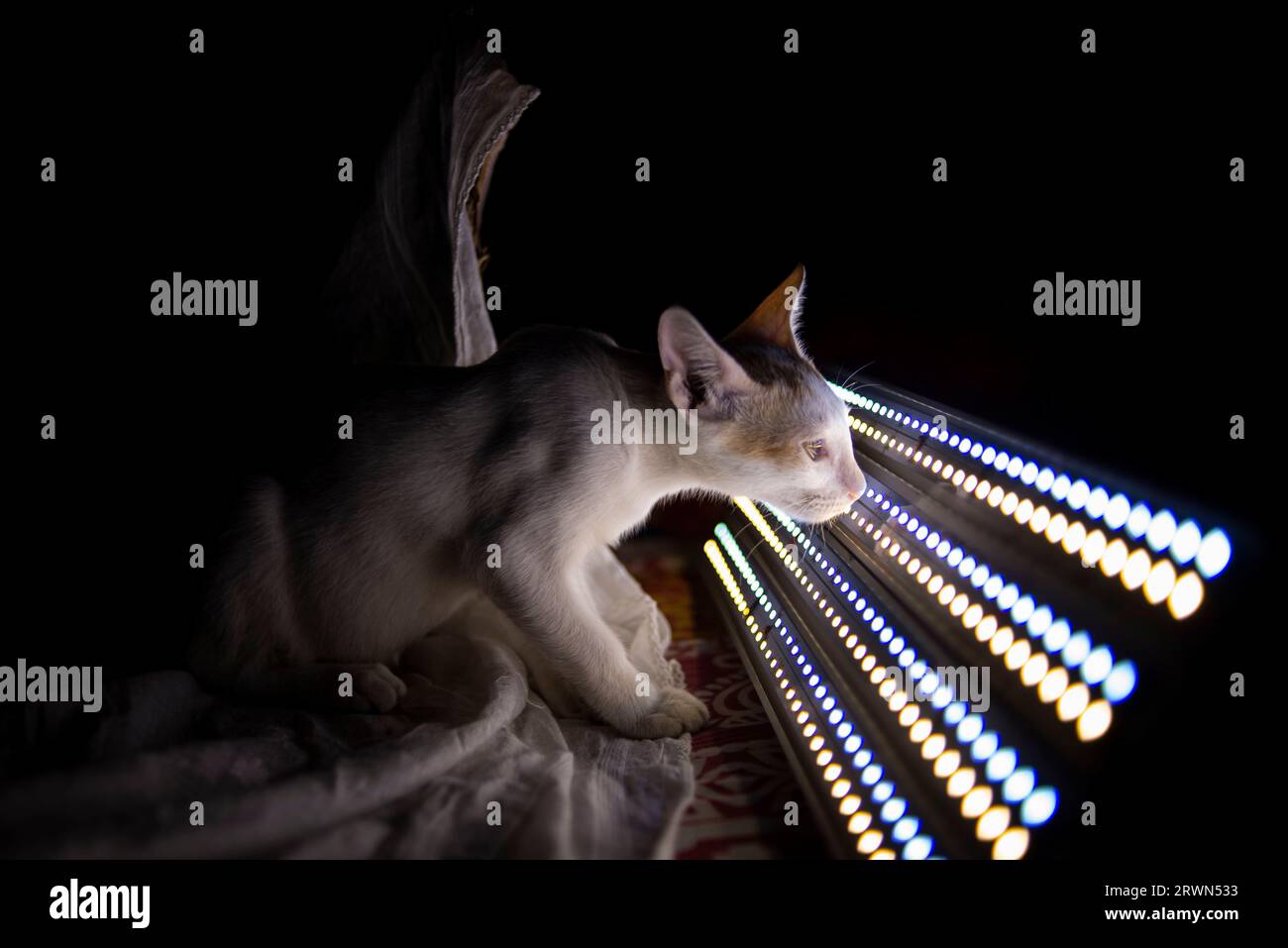 Cat in front of Light Stock Photo - Alamy