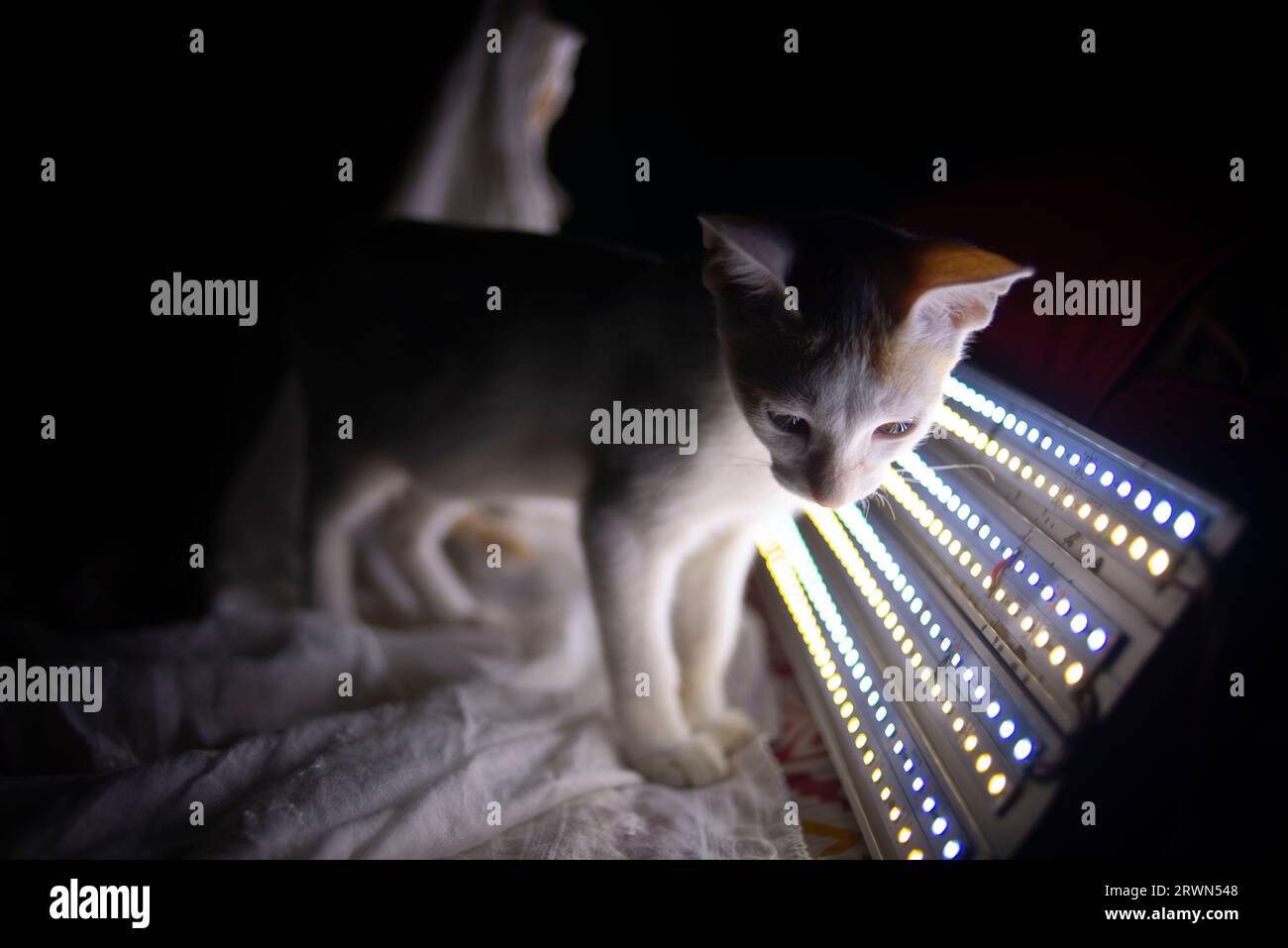 Cat in front of Light Stock Photo - Alamy