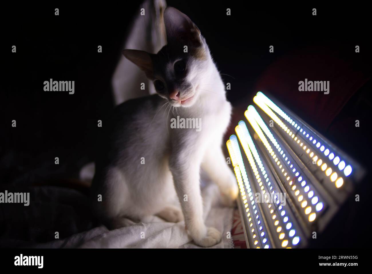 Cat in front of Light Stock Photo - Alamy