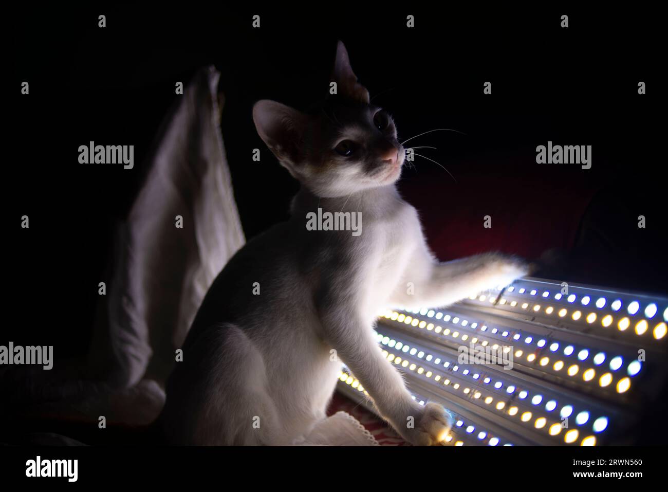 Cat in front of Light Stock Photo - Alamy
