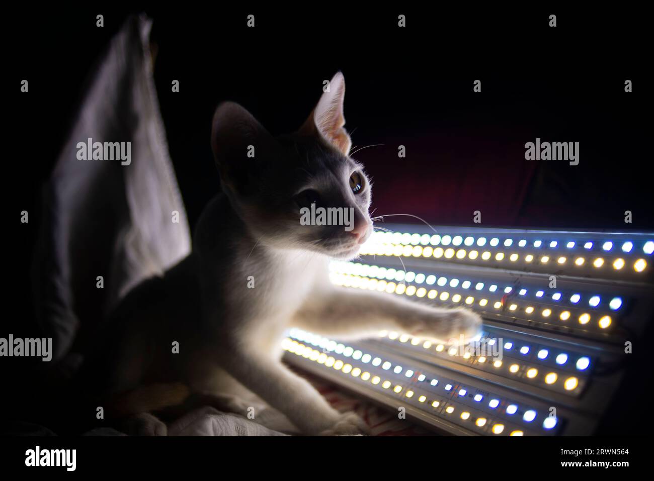 Cat in front of Light Stock Photo - Alamy