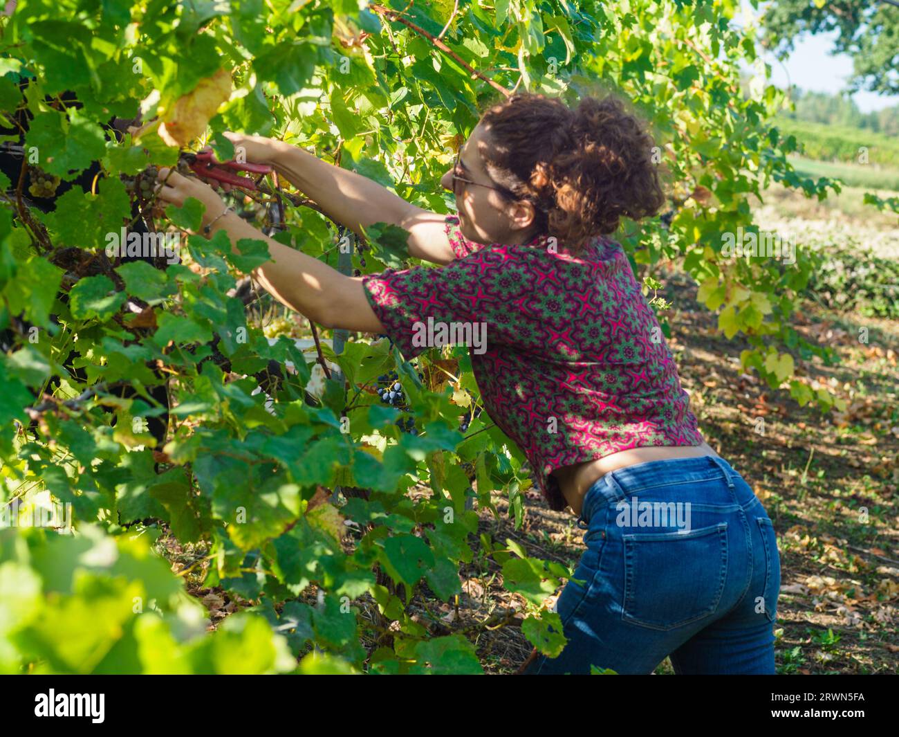 woman farmer trim sauvignon grape with sscissors from plant in wine ...