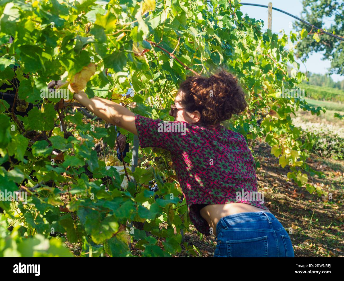 woman farmer trim sauvignon grape with sscissors from plant in wine ...
