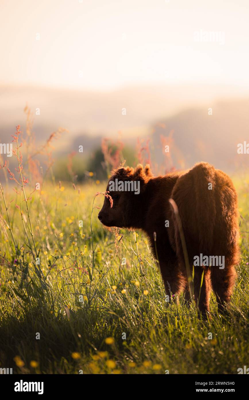Baby calf of a brown Scottish Highland Cattle on the field in the warm ...
