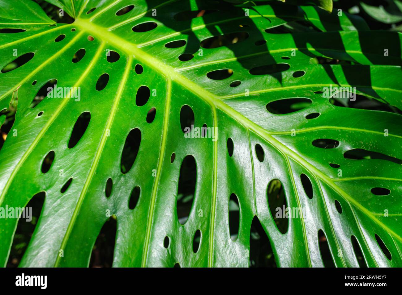 Beautiful monstera deliciosa hi-res stock photography and images - Alamy