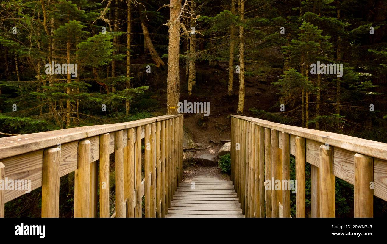 Wood bridge in a forest (august, summer, outdoor Stock Photo - Alamy