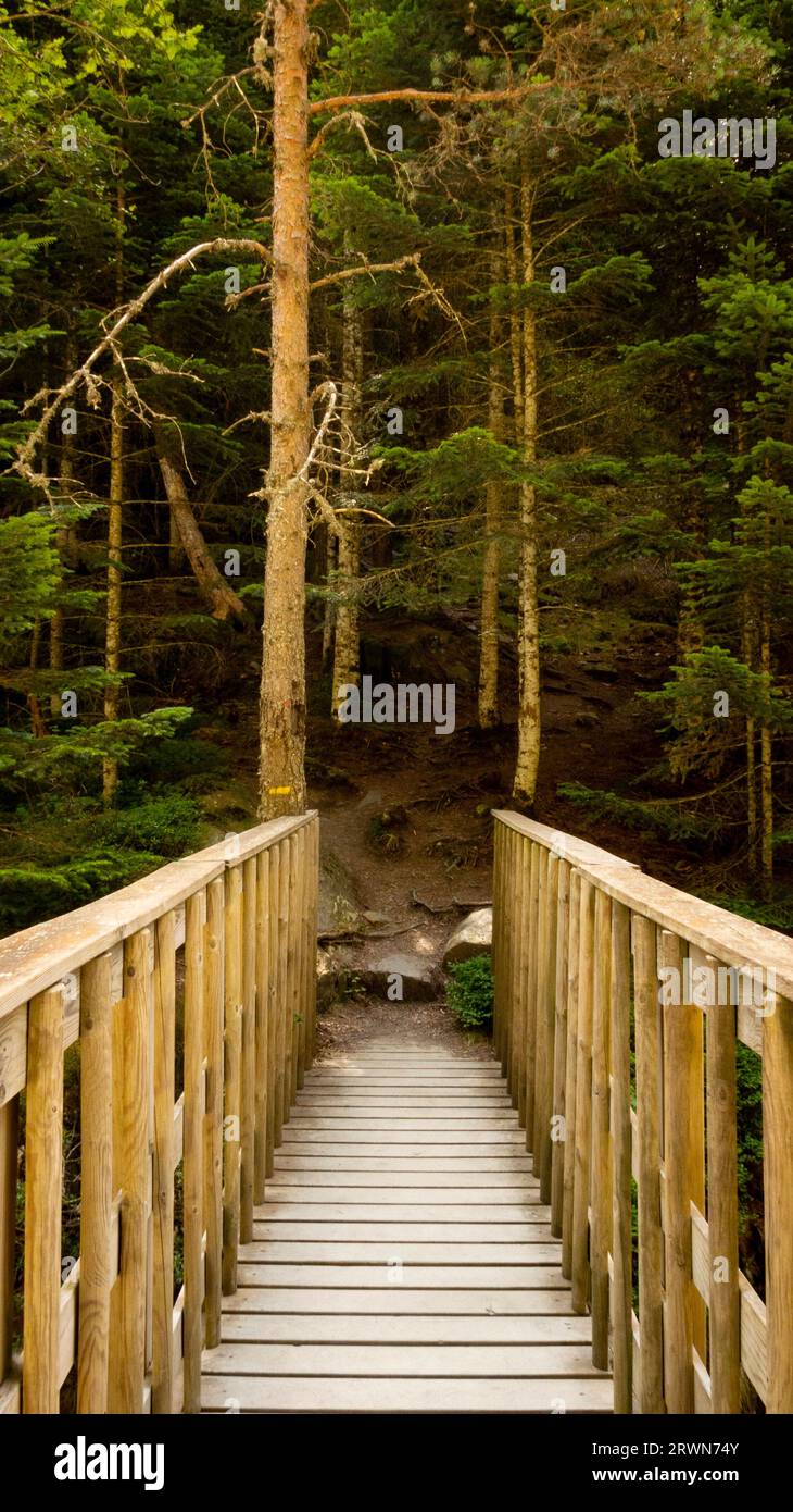 Wood bridge in a forest (august, summer, outdoor Stock Photo - Alamy