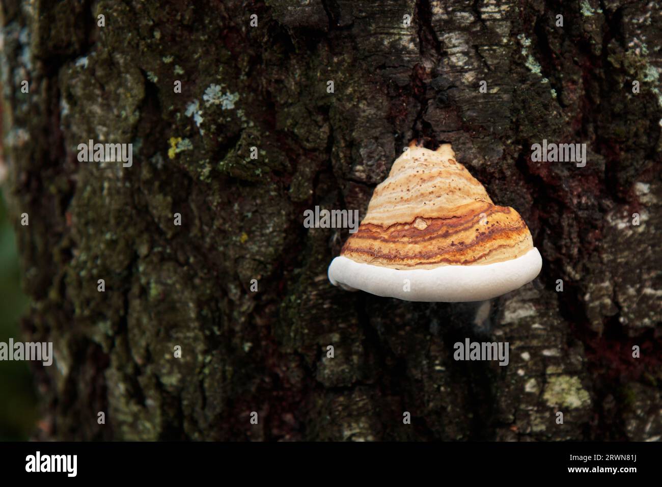 White birch chaga tree hi-res stock photography and images - Alamy