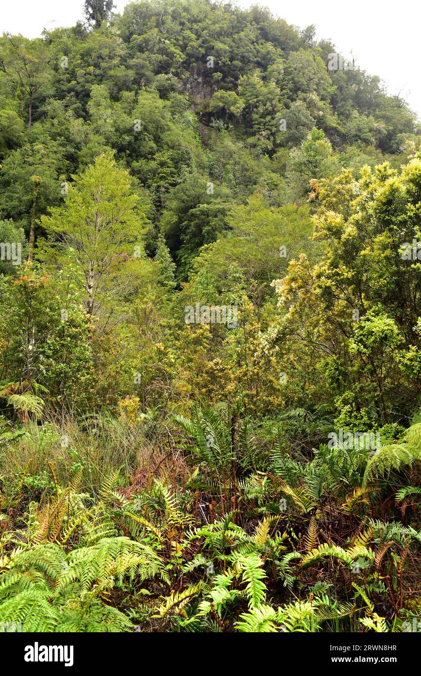 Alerce Andino National Park and Biosphere Reserve. Temperate Rain ...