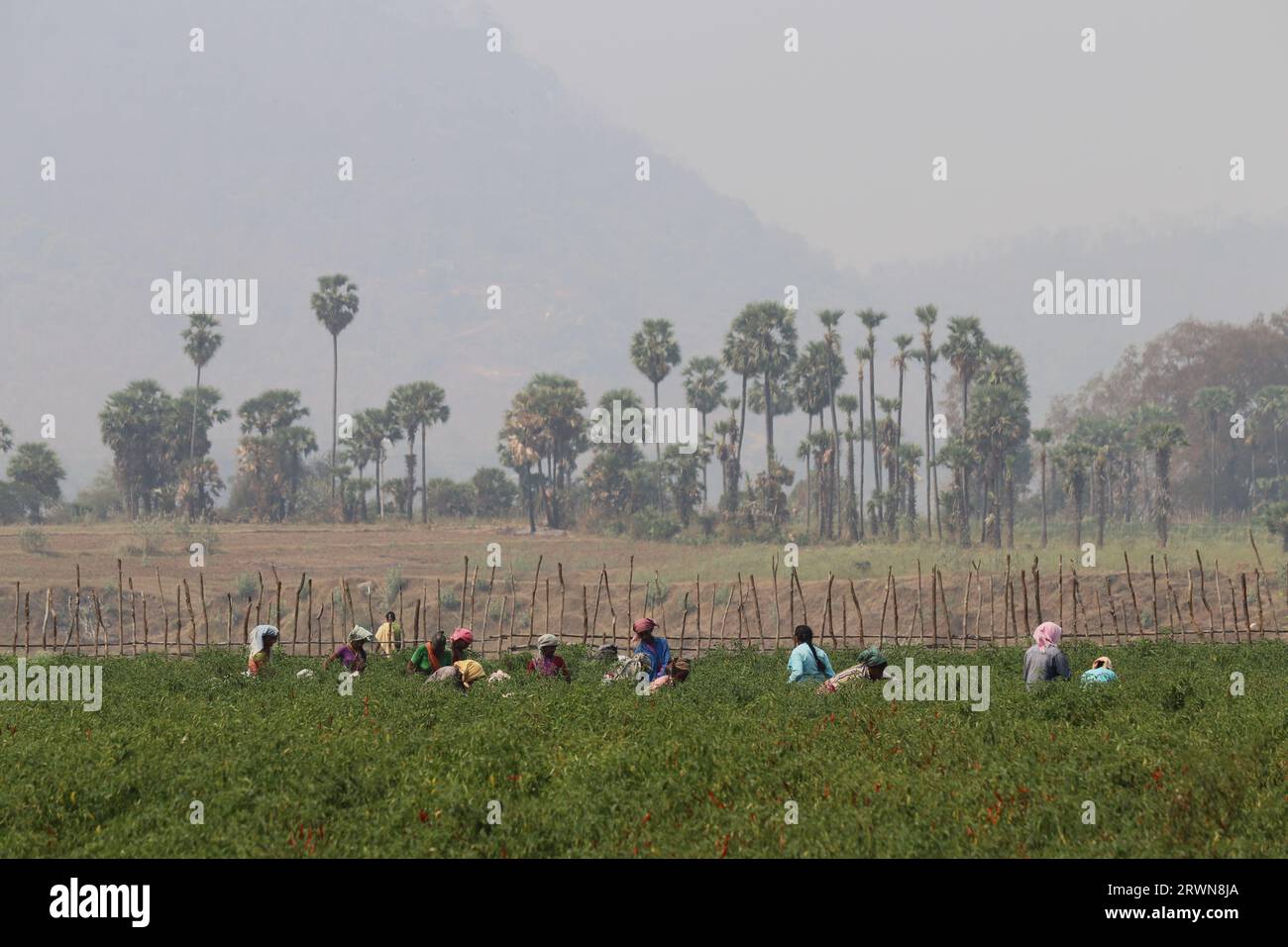 Farmers in fields in India harvesting chilly papers Stock Photo - Alamy