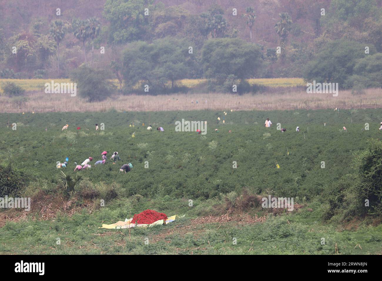 Farmers in fields in India harvesting chilly papers Stock Photo - Alamy