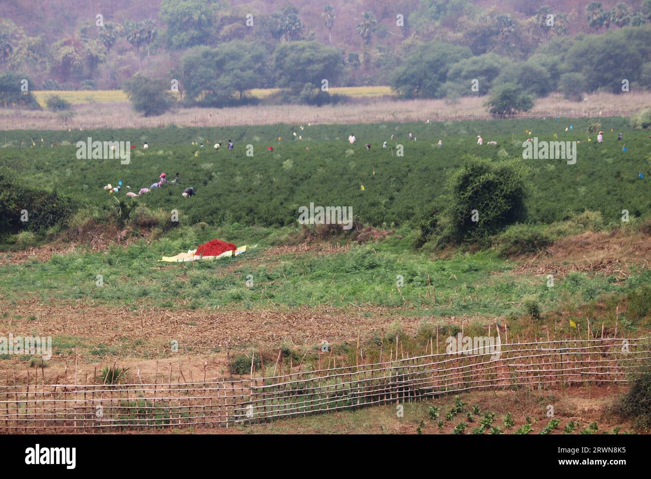 Farmers in fields in India harvesting chilly papers Stock Photo - Alamy