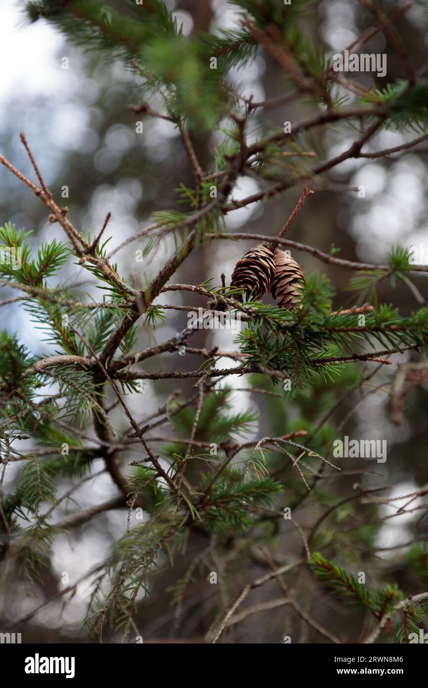 Cones hang on the branches of the tree. Close-up shot. Natural beauty ...