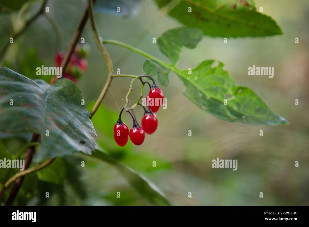 Climbing nightshade hi-res stock photography and images - Alamy