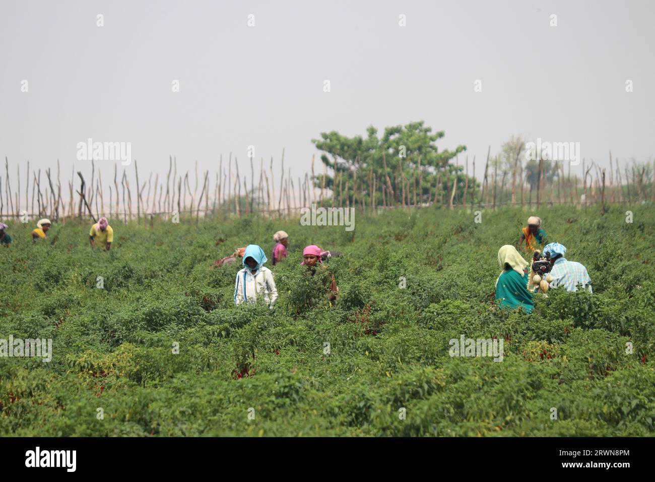 Farmers in fields in India harvesting chilly papers Stock Photo - Alamy