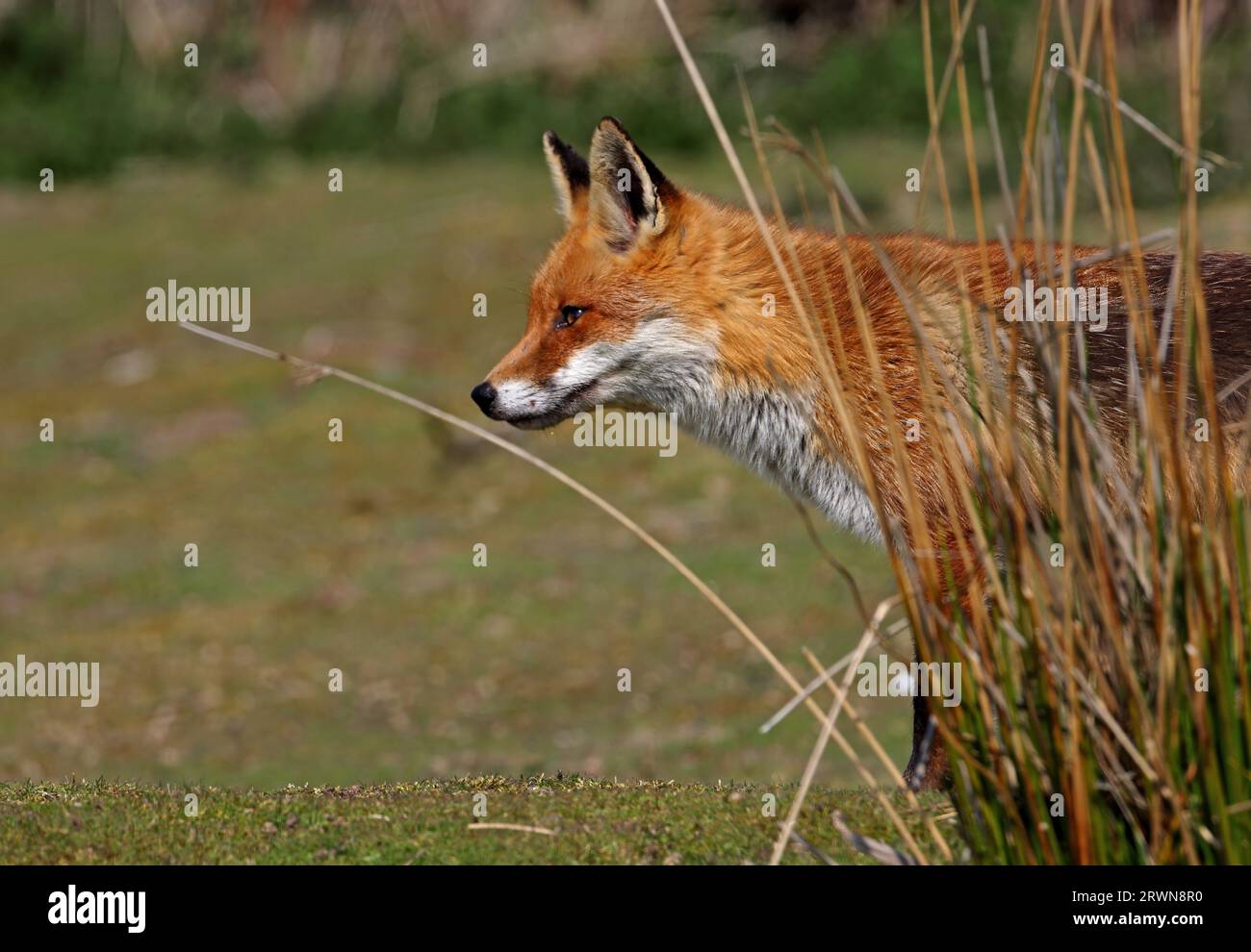 European Red Fox (Vulpes vulpes) adult emerging from cover Eccles-on ...