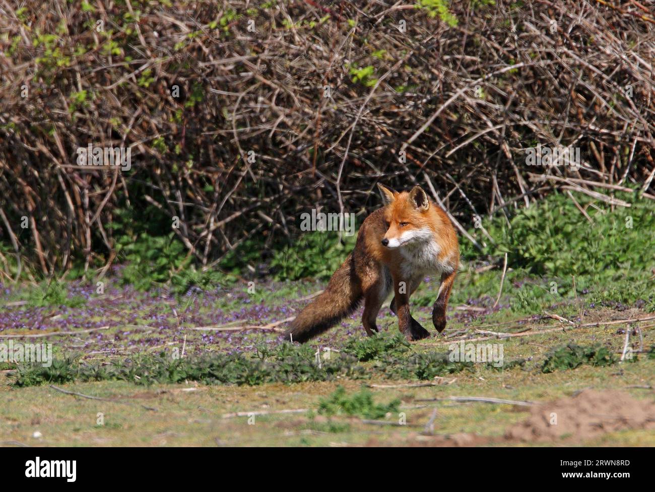 European Red Fox (Vulpes vulpes) adult hunting in rorgh scrubland Eccles-on-Sea, Norfolk, UK ...