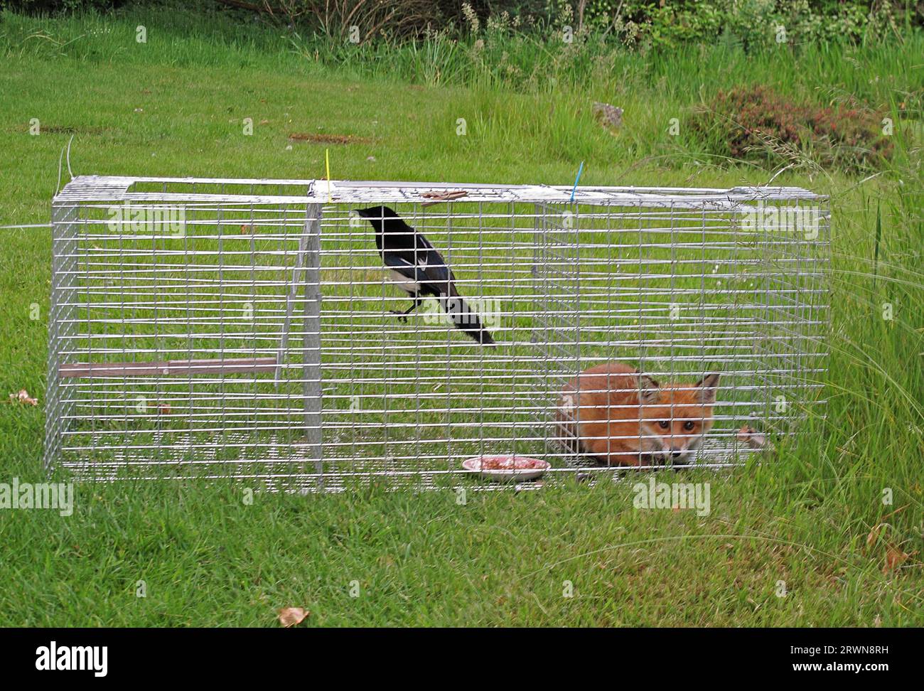 Fox cub (Vulpes vulpes) trapped accidentally in trap with captive ...