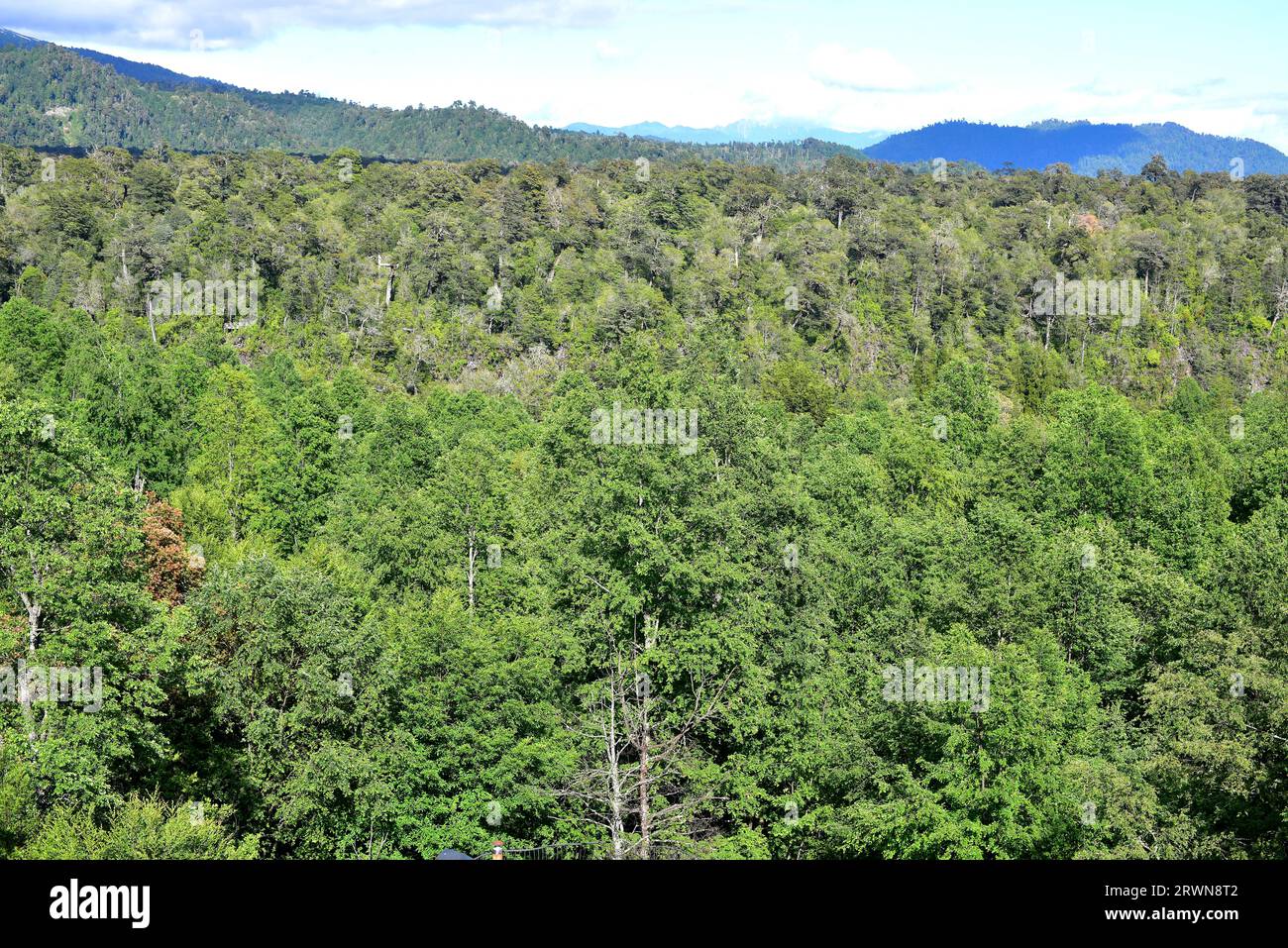 Huilo Huilo Biological Reserve. Andes Patagonicos, Region de Los Rios ...