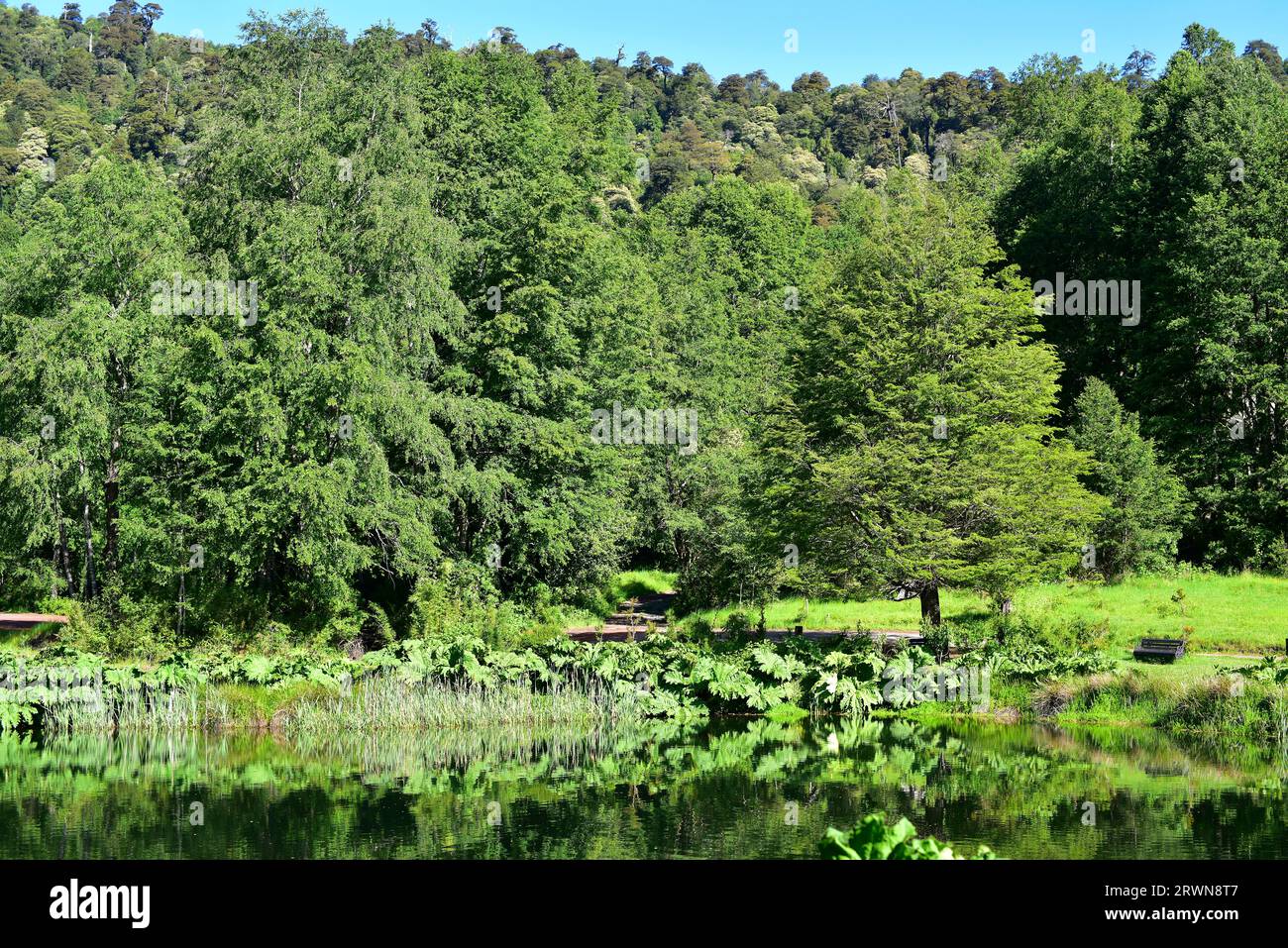 Chile huilo huilo huilo huilo hi-res stock photography and images - Alamy